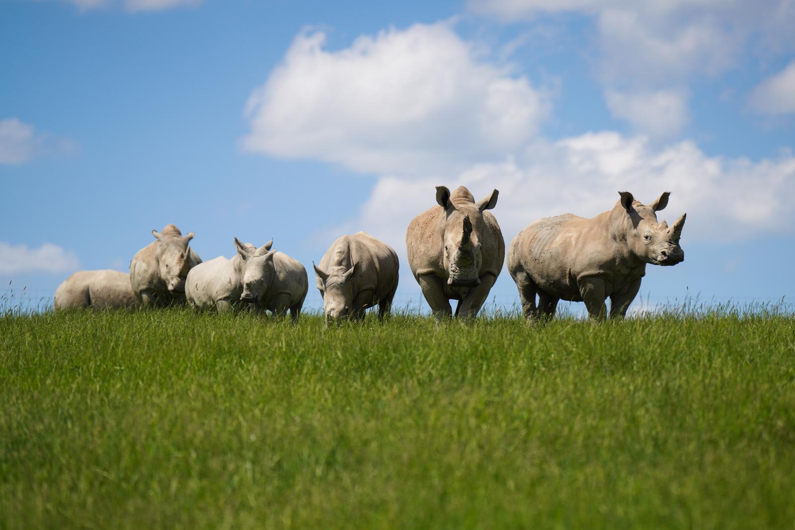 Southern White Rhino | The Wilds Southern White Rhino | The Wilds